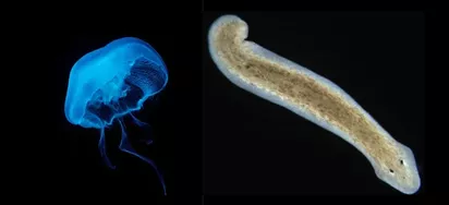 The Jellyfish and the… | International Institute for Analytics